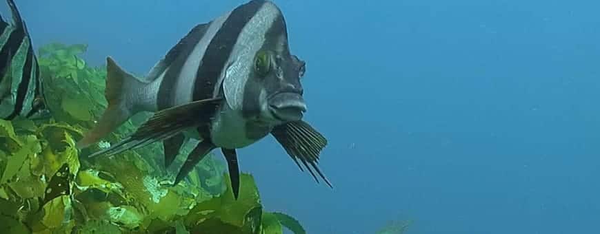 magpie perch - Victorian National Parks AssociationVictorian National ...