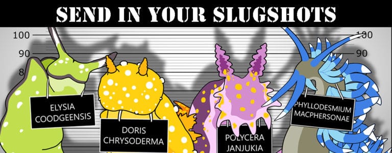 Sea Slug Census - Victorian National Parks AssociationVictorian ...