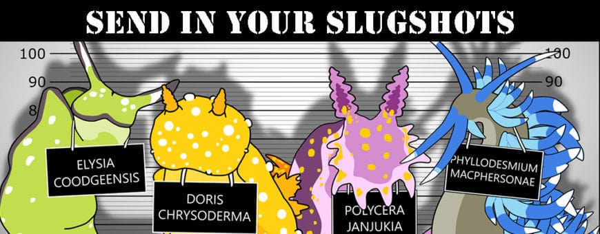 Sea Slug Census - Victorian National Parks AssociationVictorian ...