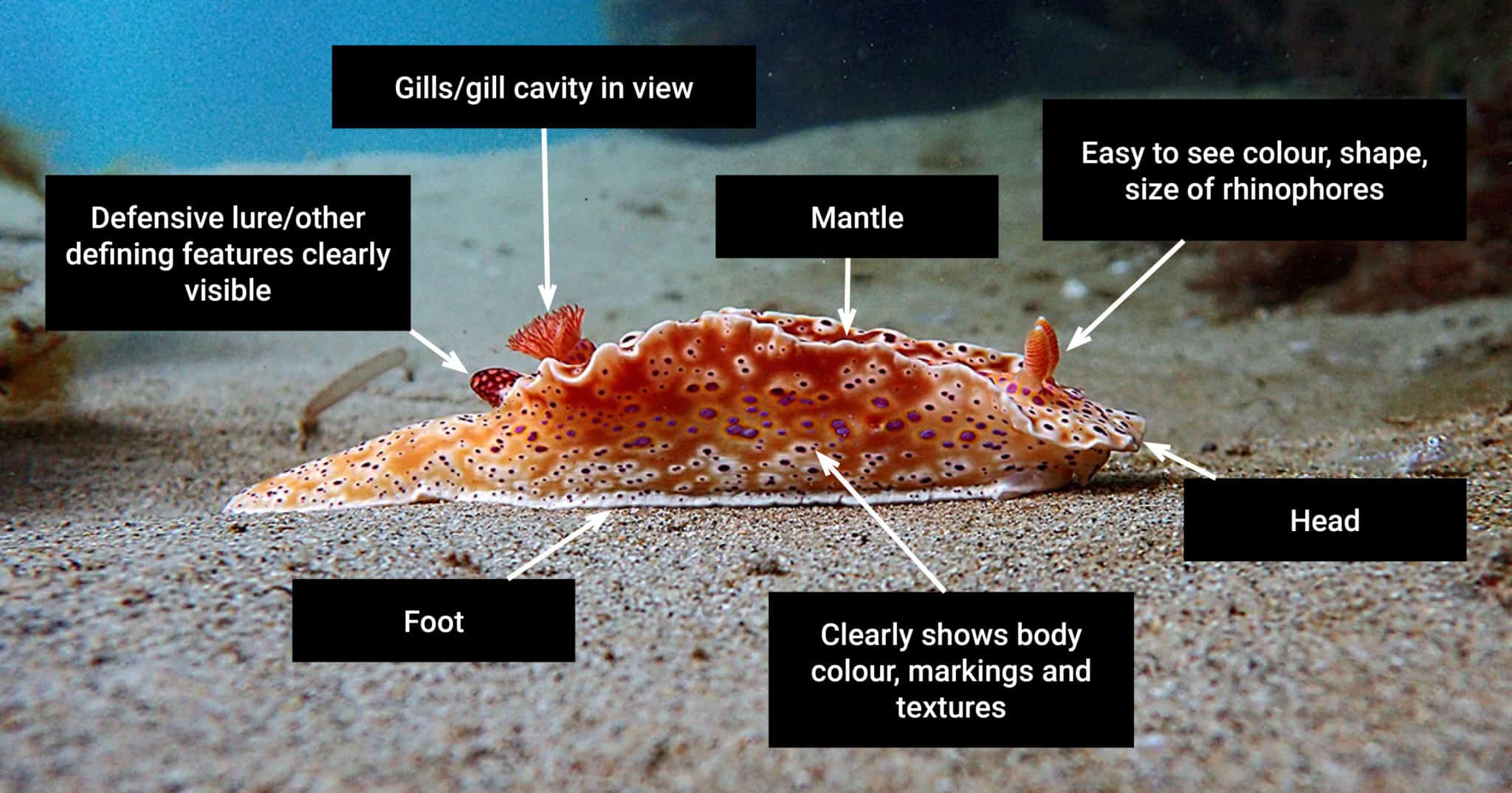 Sea Slug Census - Victorian National Parks AssociationVictorian ...