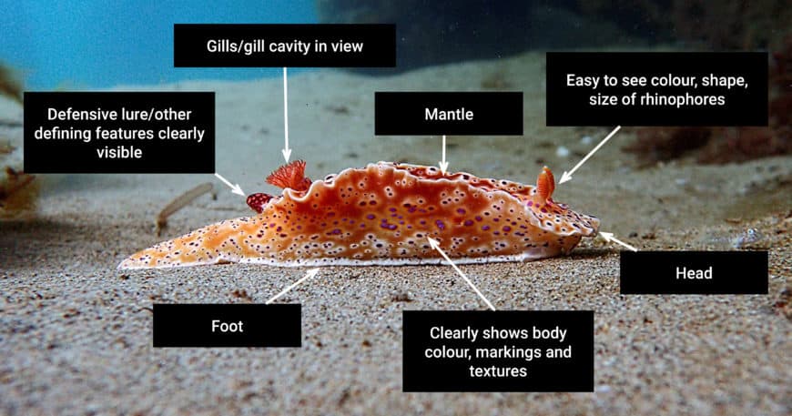 Sea Slug Census - Victorian National Parks AssociationVictorian ...