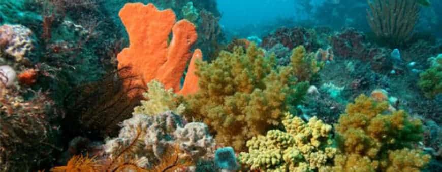 Twofold Shelf Marine Bioregion - Victorian National Parks ...