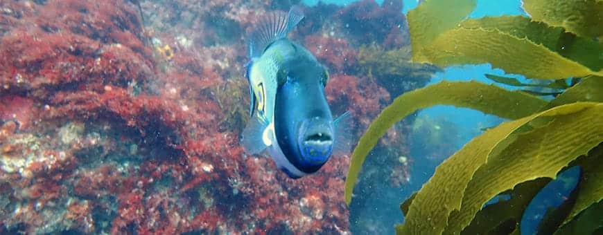 Subtidal Reefs - Victorian National Parks AssociationVictorian National ...