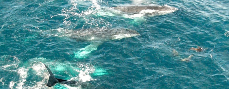 Pelagic Habitats - Victorian National Parks AssociationVictorian ...