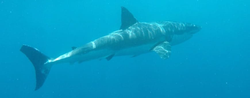 Pelagic Habitats - Victorian National Parks AssociationVictorian ...