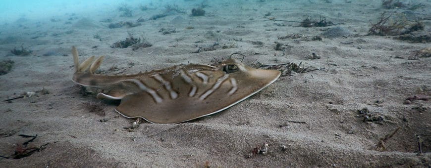 kade mills_fiddler ray banner - Victorian National Parks ...