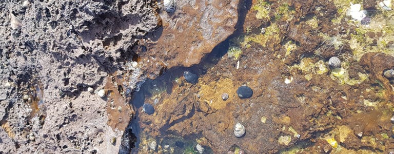 Intertidal Reefs - Victorian National Parks AssociationVictorian ...