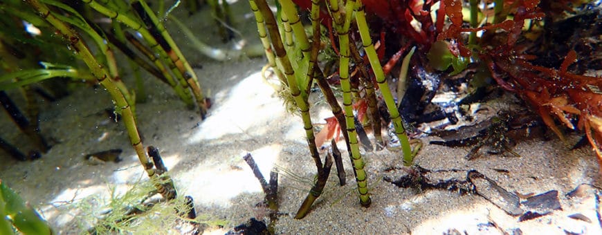 Seagrass beds and estuary grass - Victorian National Parks ...