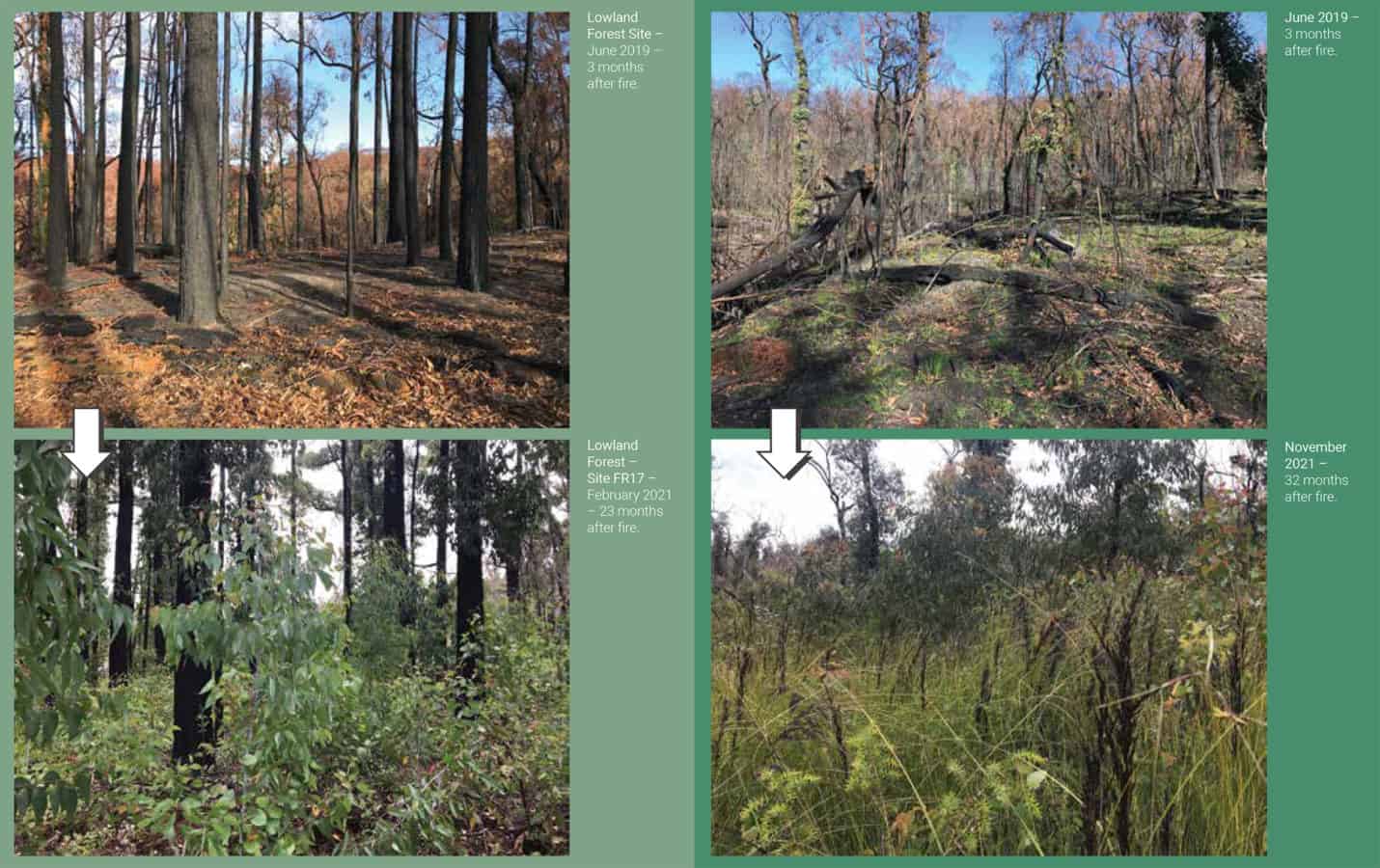 Caught on Camera: 10 years of Citizen Science wildlife monitoring in ...