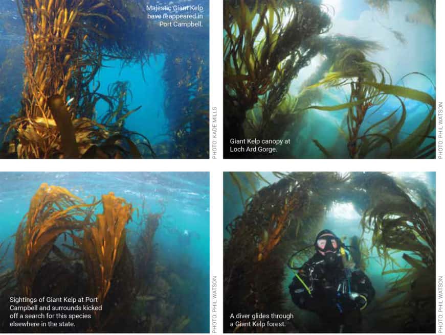 Giant Kelp: Big 'trees' in the ocean - Victorian National Parks ...