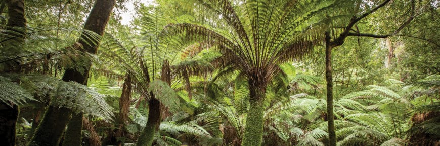 Are you part of the Cool Temperate Rainforest appreciation society ...