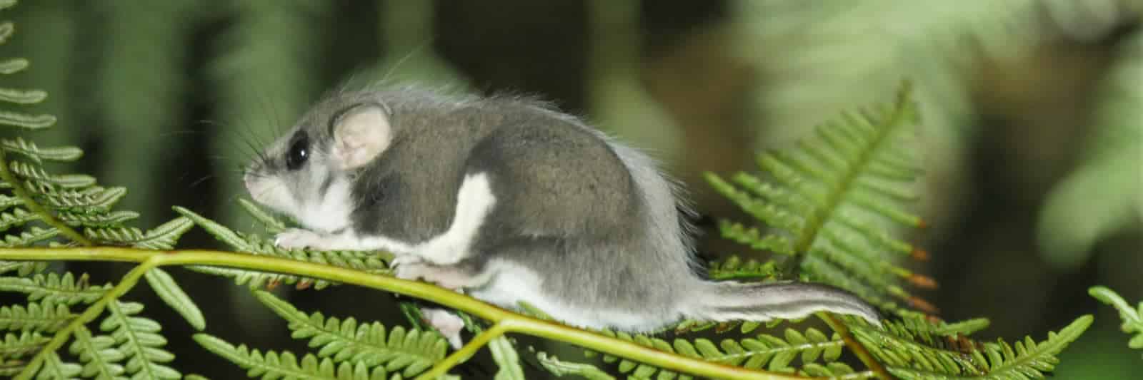 VNPA Park Watch Nov 2022 290-feathertail glider - Victorian National ...