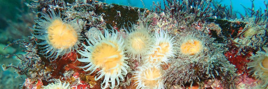 Act for Western Port Bay - Victorian National Parks ...
