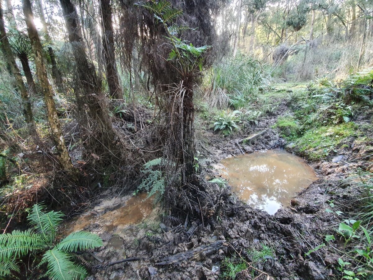 Deer action: an end to the chomping and stomping - Victorian National ...