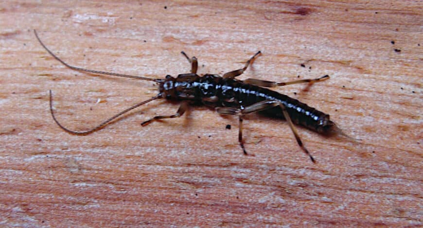 A win for the Wingless - Victorian National Parks AssociationVictorian ...