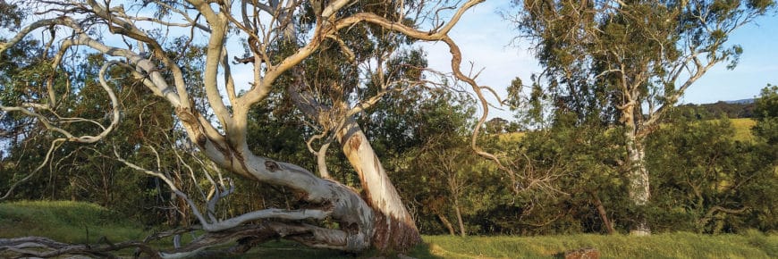 Macedon Ranges' majestic Snow Gums - Victorian National Parks ...