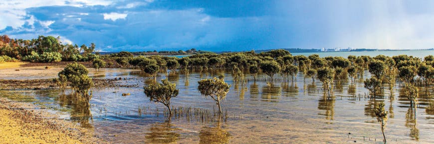 Global study warns of risk to mangroves - Victorian National Parks ...
