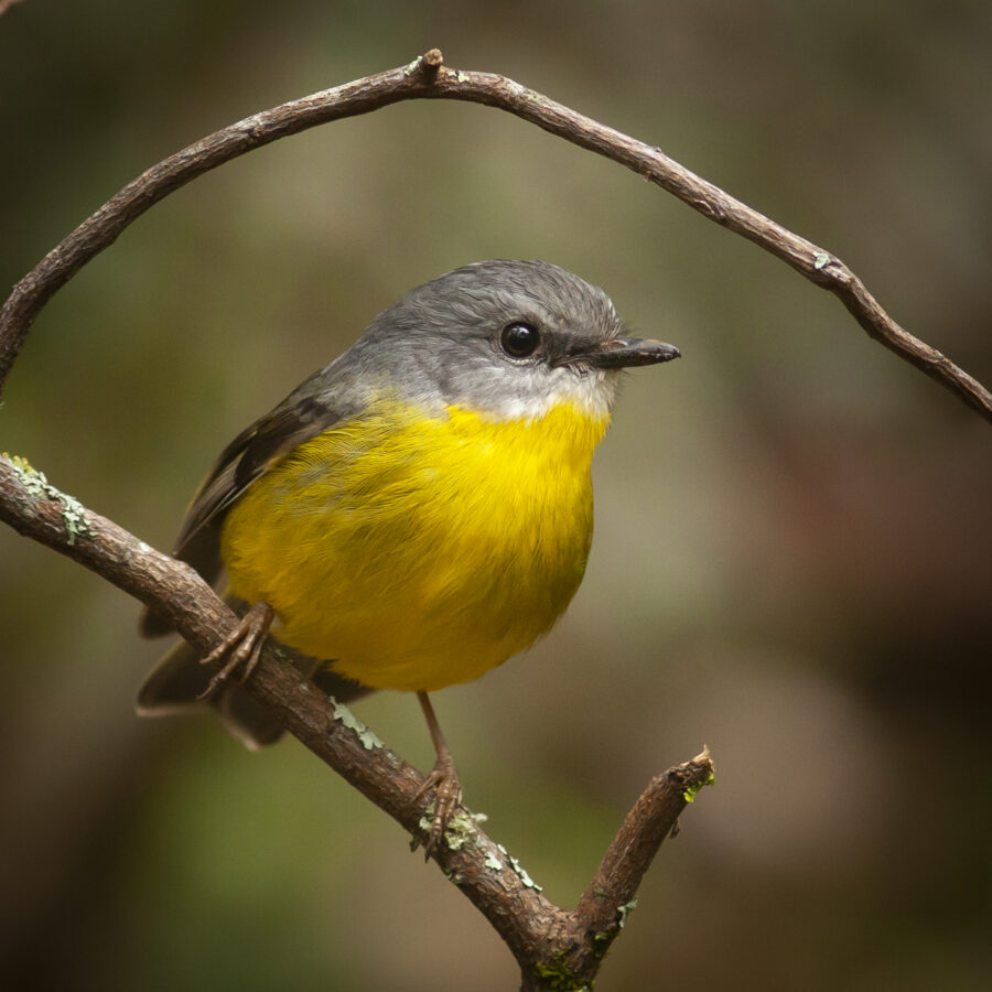 Birdwatching for beginners - Victorian National Parks ...