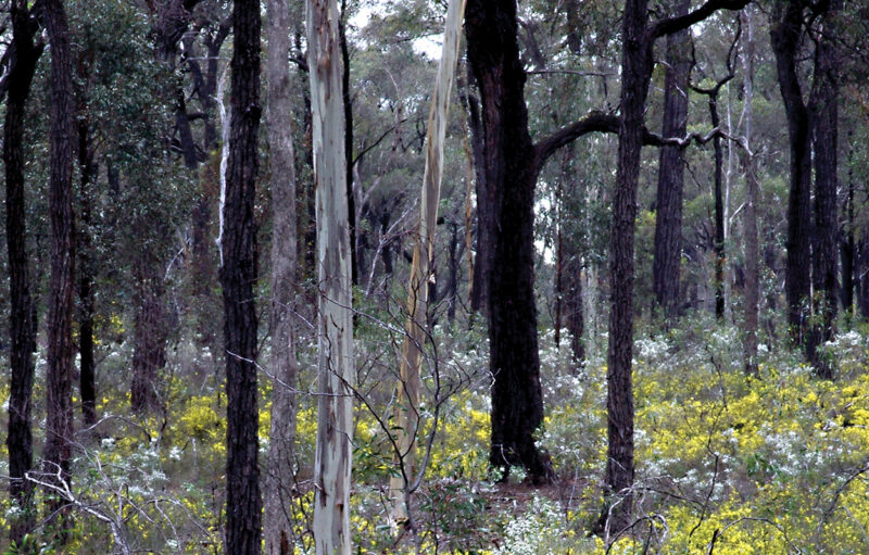 End of native forest logging a victory for nature - Victorian National ...