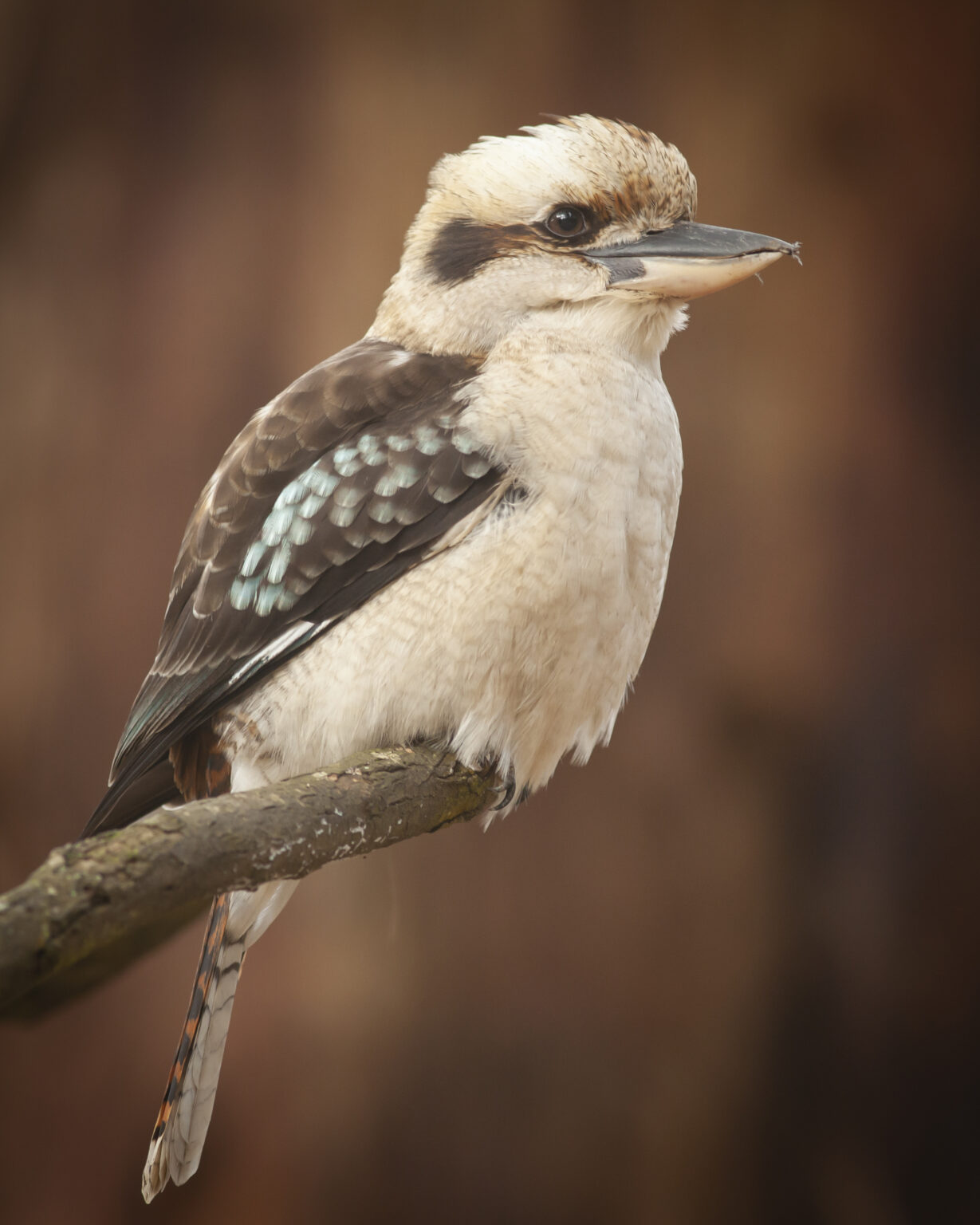 Birdwatching for beginners - Victorian National Parks ...