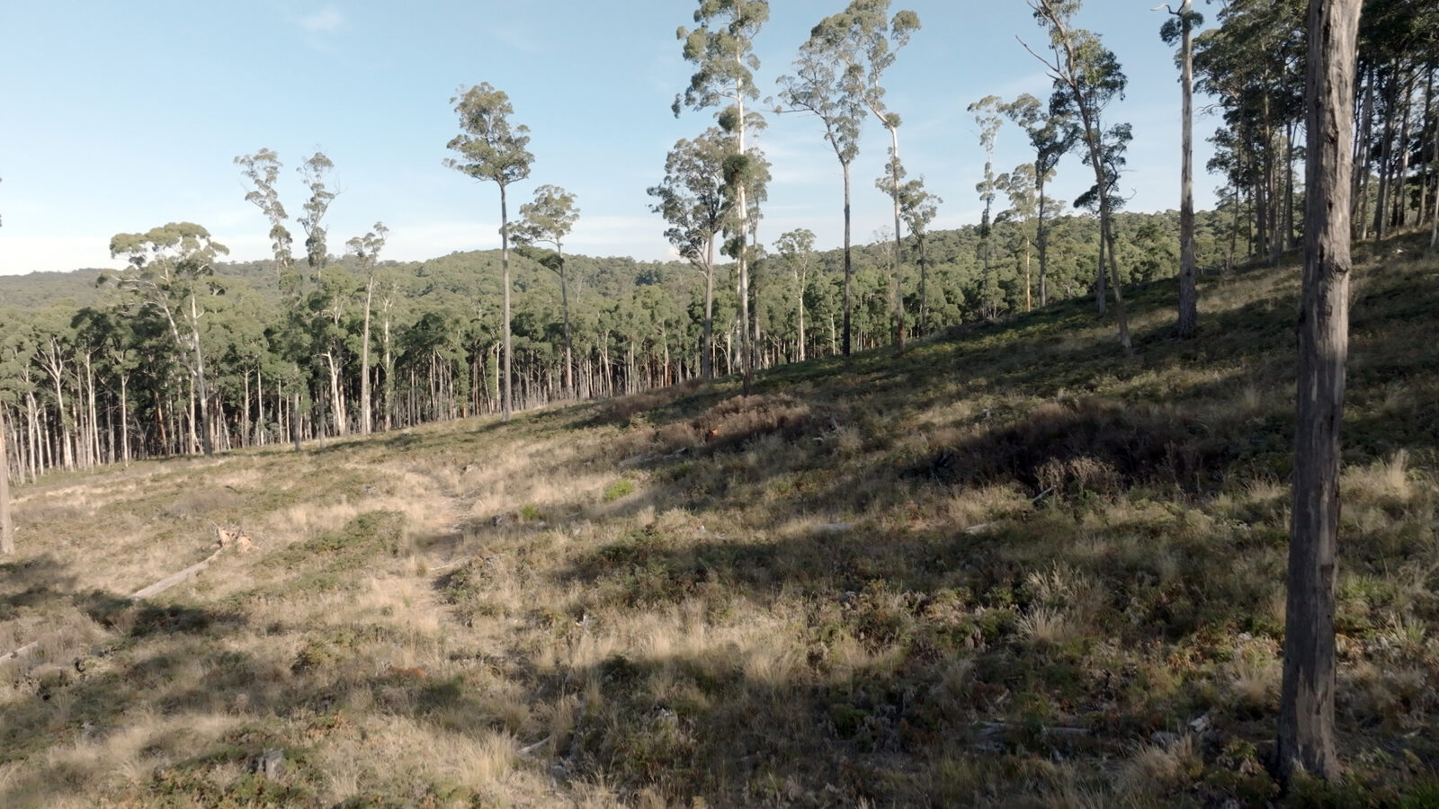Mt Cole: Where have all the flowers gone? - Victorian National Parks ...