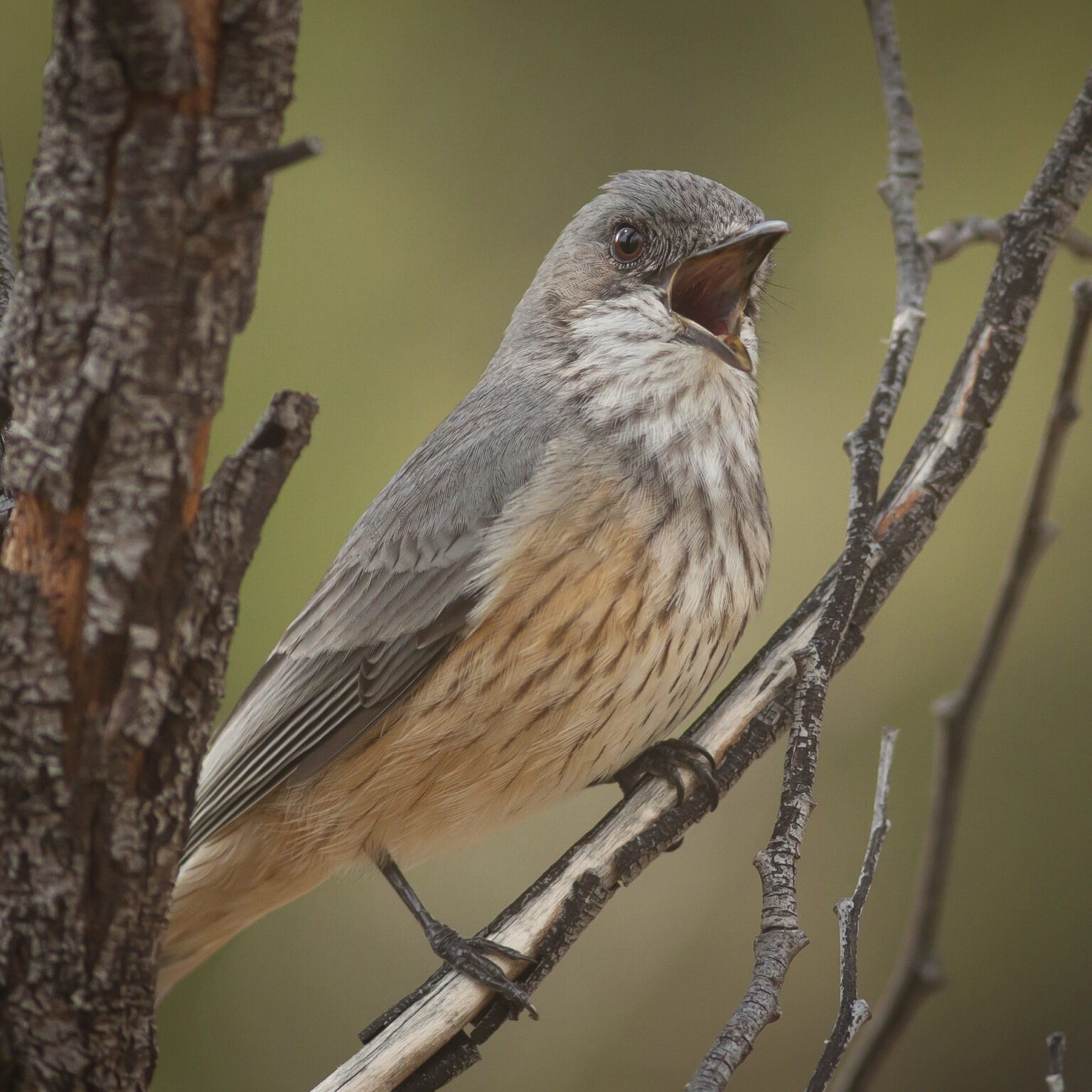 Birdwatching for beginners - Victorian National Parks ...