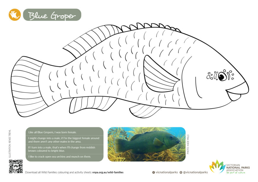Wild Families colouring in sheet Blue Groper - Victorian National Parks ...