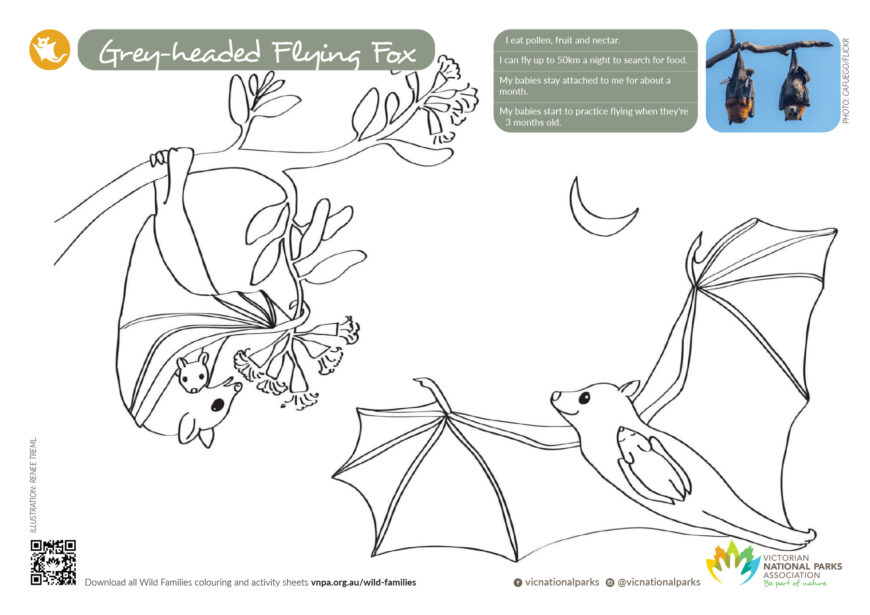 Wild Families colouring in sheet Grey-headed Flying Fox - Victorian ...