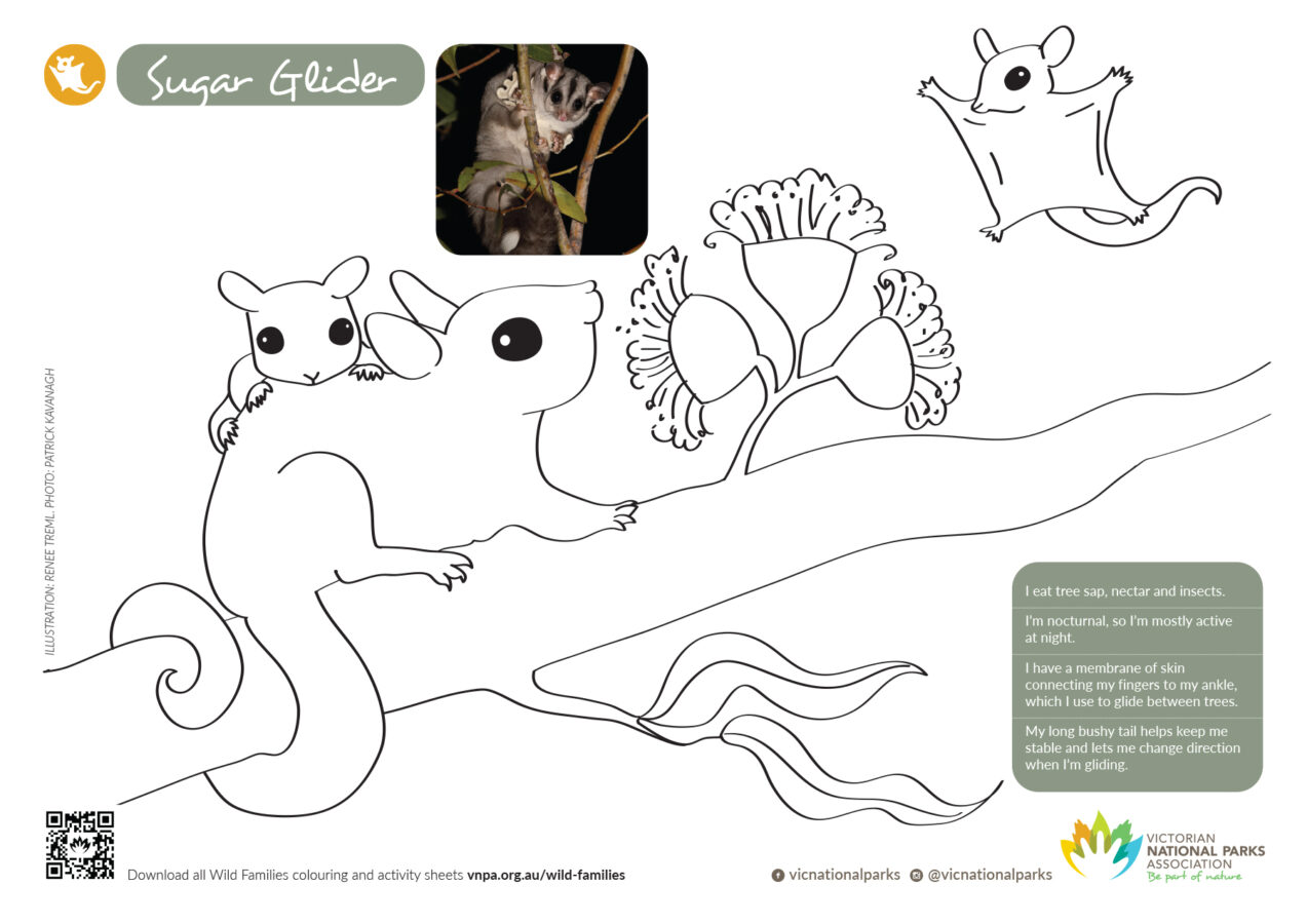 Wild Families colouring in sheet Sugar Glider - Victorian National ...