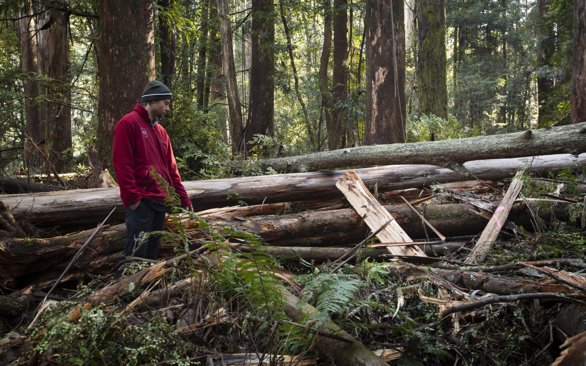 Complete: Stop the destruction of Leadbeater's Possum habitat trees ...