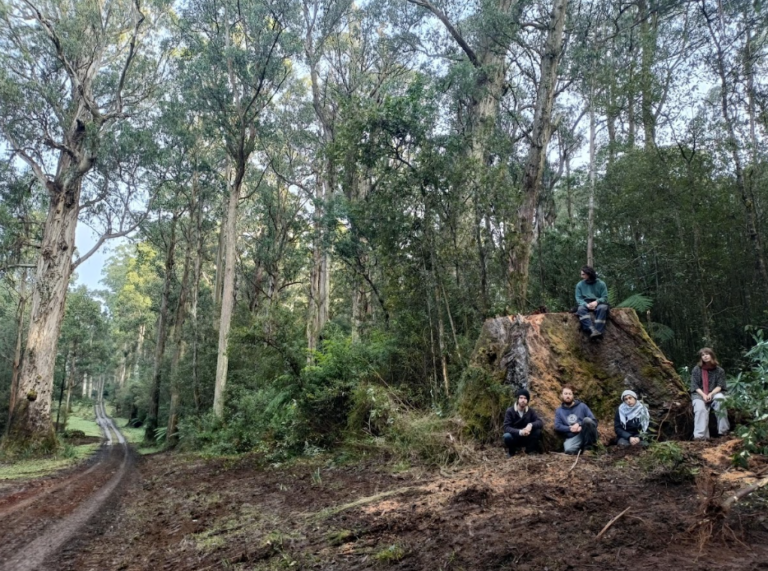 Call action: Stop the destruction of grandmother trees - Victorian ...