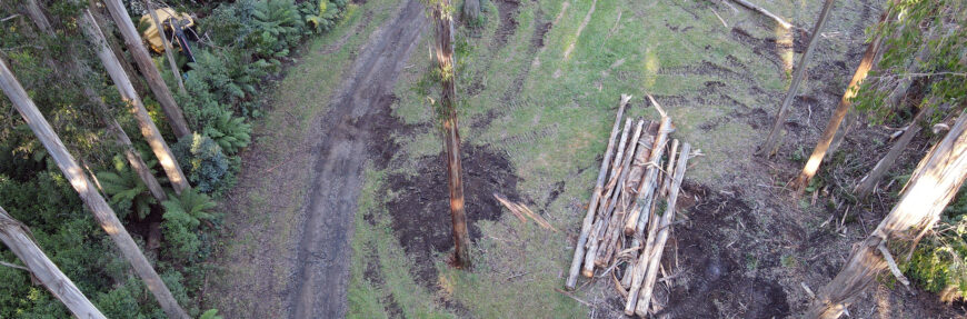 Native forest logging loophole puts wildlife at risk - Victorian ...