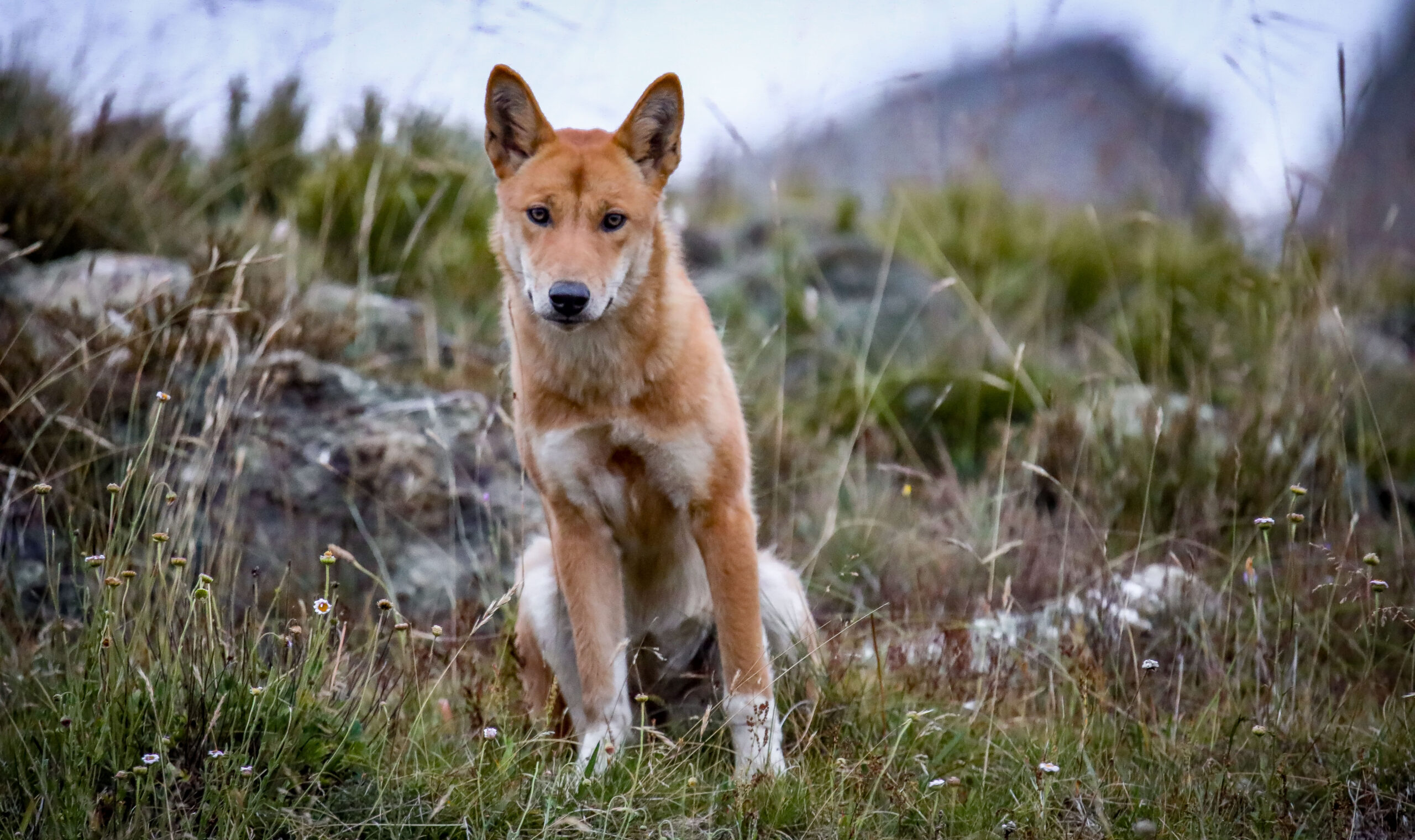 Dingo 10 Michelle J Photography - Victorian National Parks ...