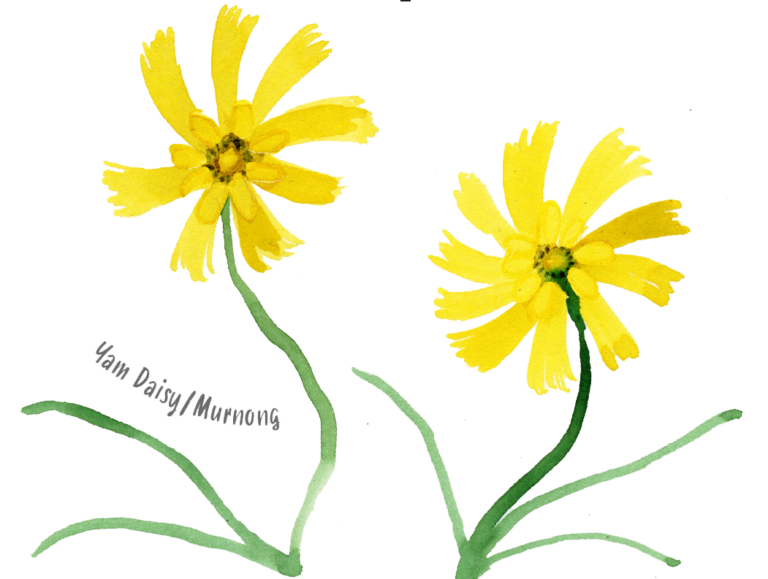Rescue our grasslands! - Victorian National Parks AssociationVictorian ...