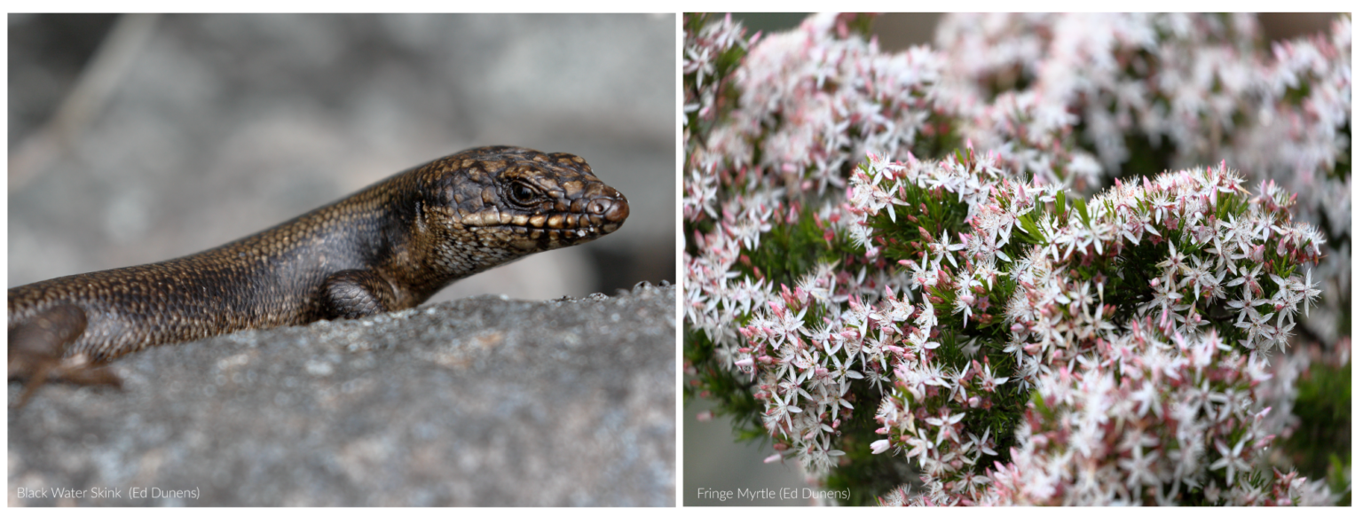 Dyurrite Cultural Landscape Plan - Victorian National Parks ...