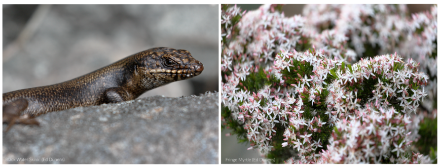 Dyurrite Cultural Landscape Plan - Victorian National Parks ...