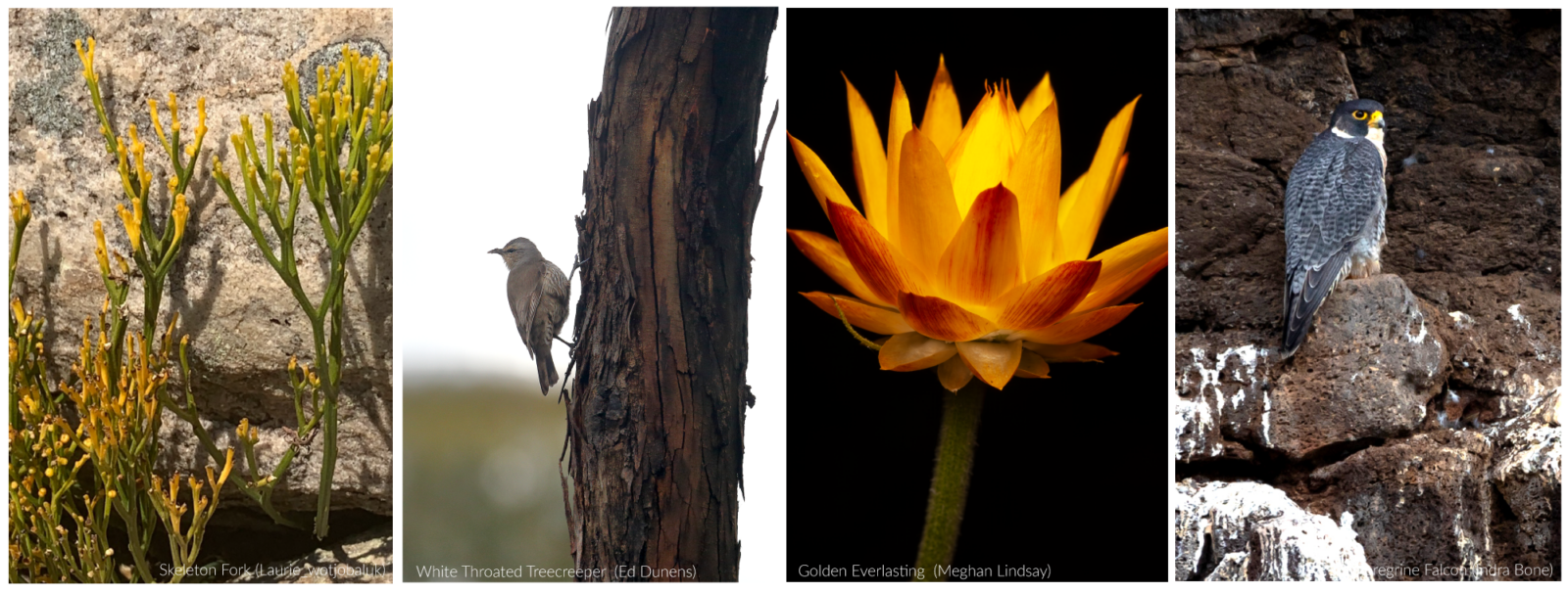 Dyurrite Cultural Landscape Plan - Victorian National Parks ...