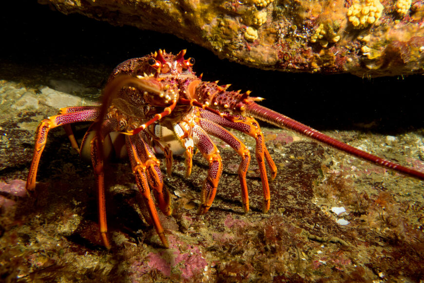 Clawsome results of marine research - Victorian National Parks ...