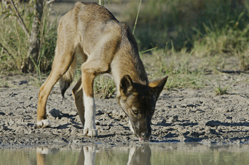 Who's the boss? A day of Dingo education - Victorian National Parks ...