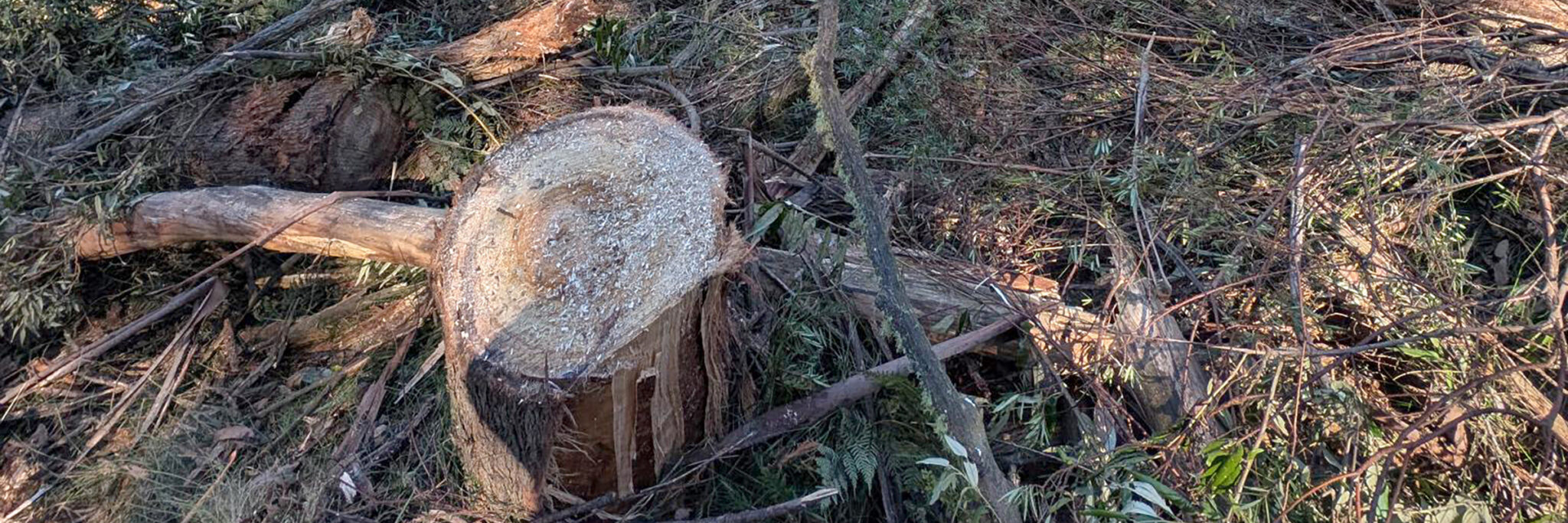 Mt Macedon Snow Gums destruction - Victorian National Parks ...