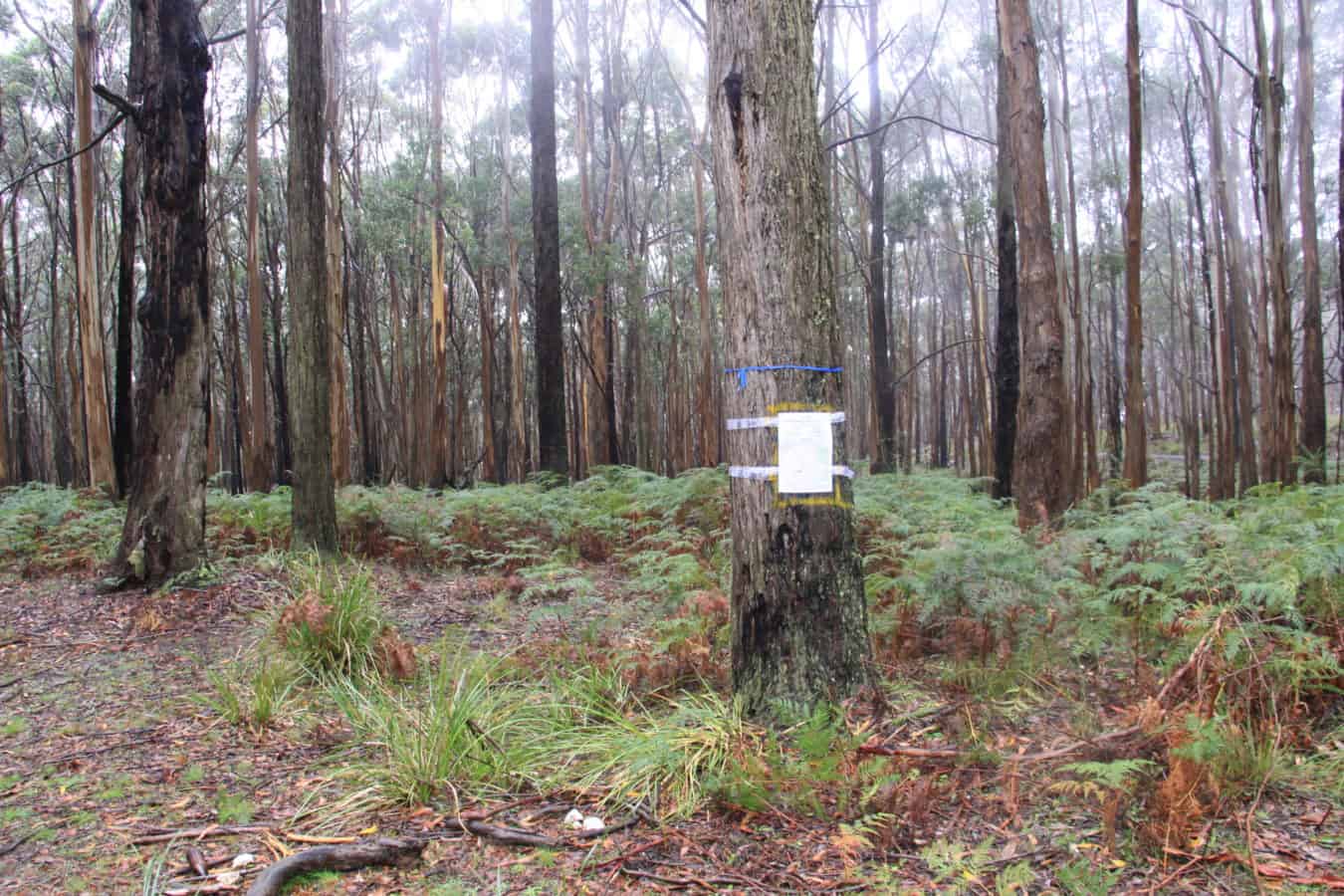 Keeping the Mt. Cole Grevillea safe from clearfell - Victorian National ...